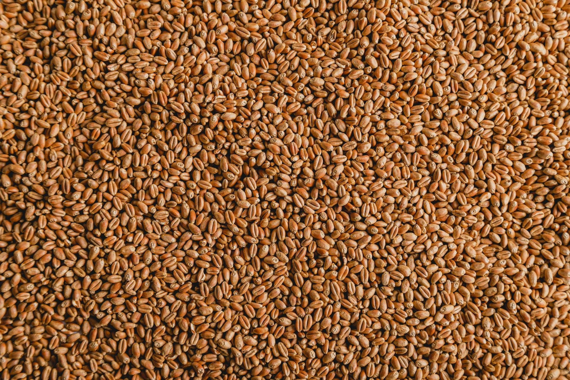 Storing Wheat Seeds for Maximum Viability: Learn the Basics