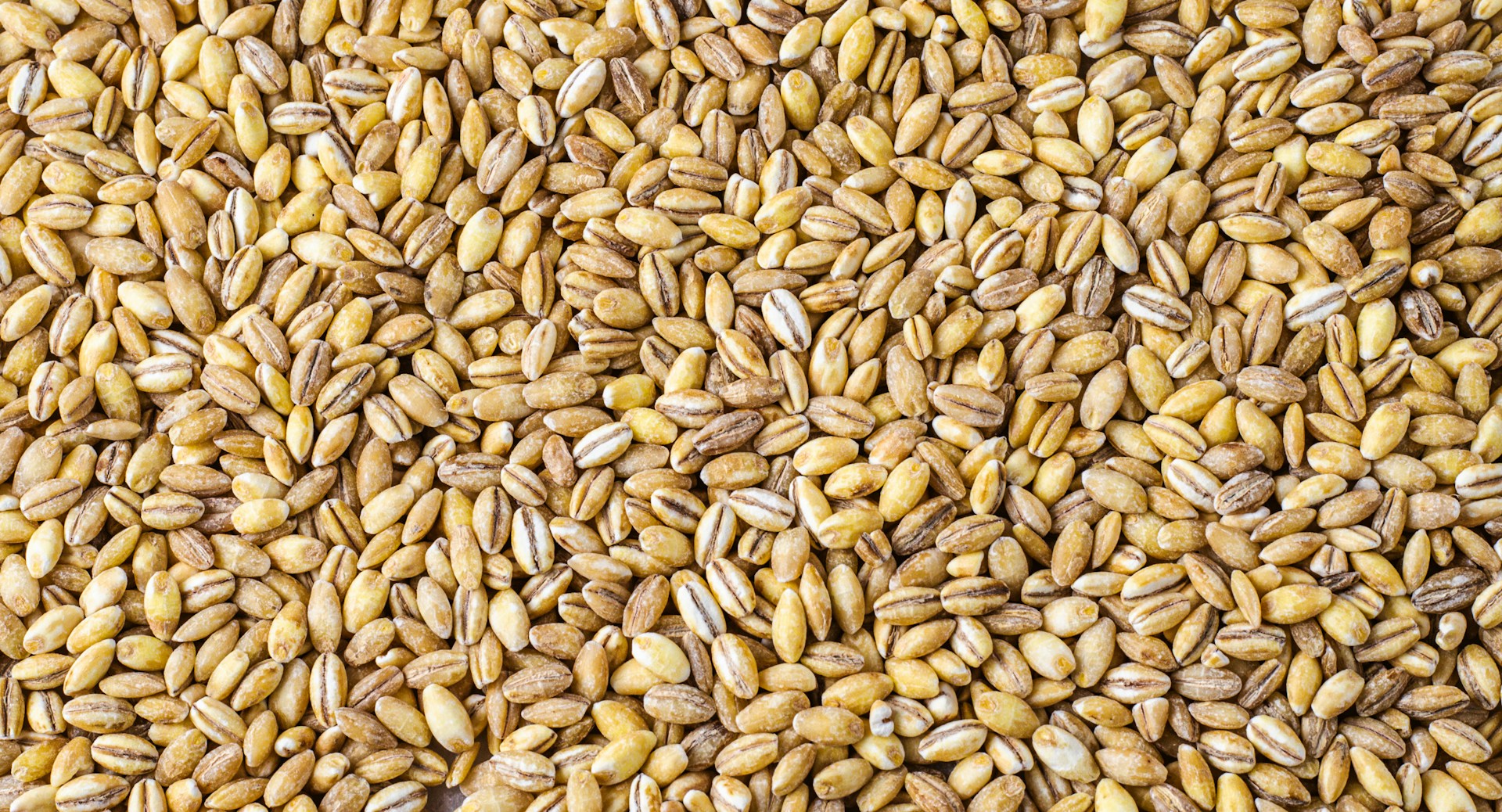 Effective Barley Seedling Management: A Detailed Guide