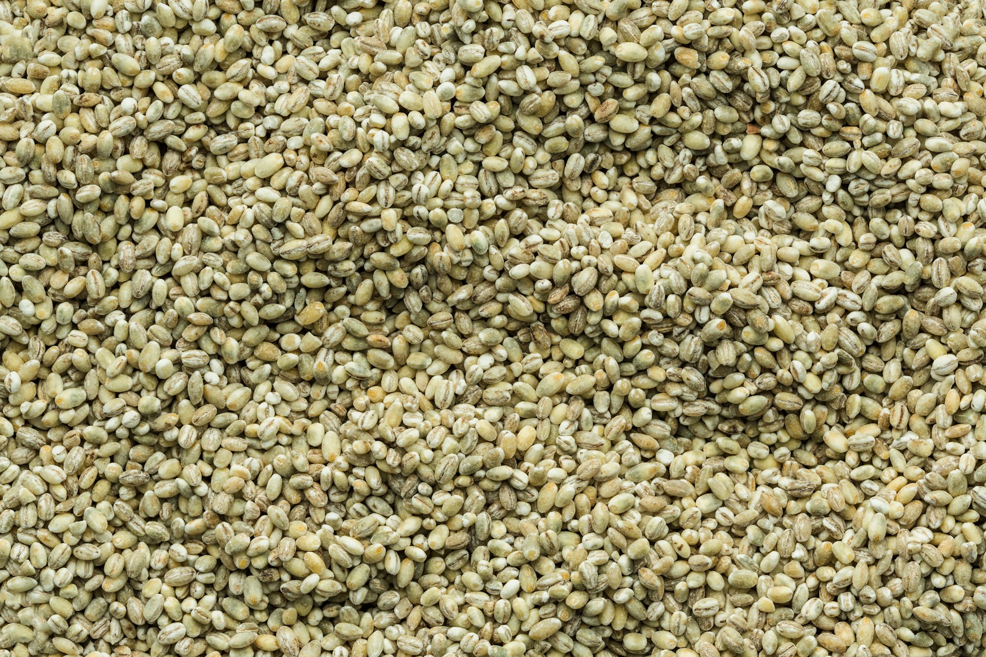 Key Factors in Mung Bean Germination Success