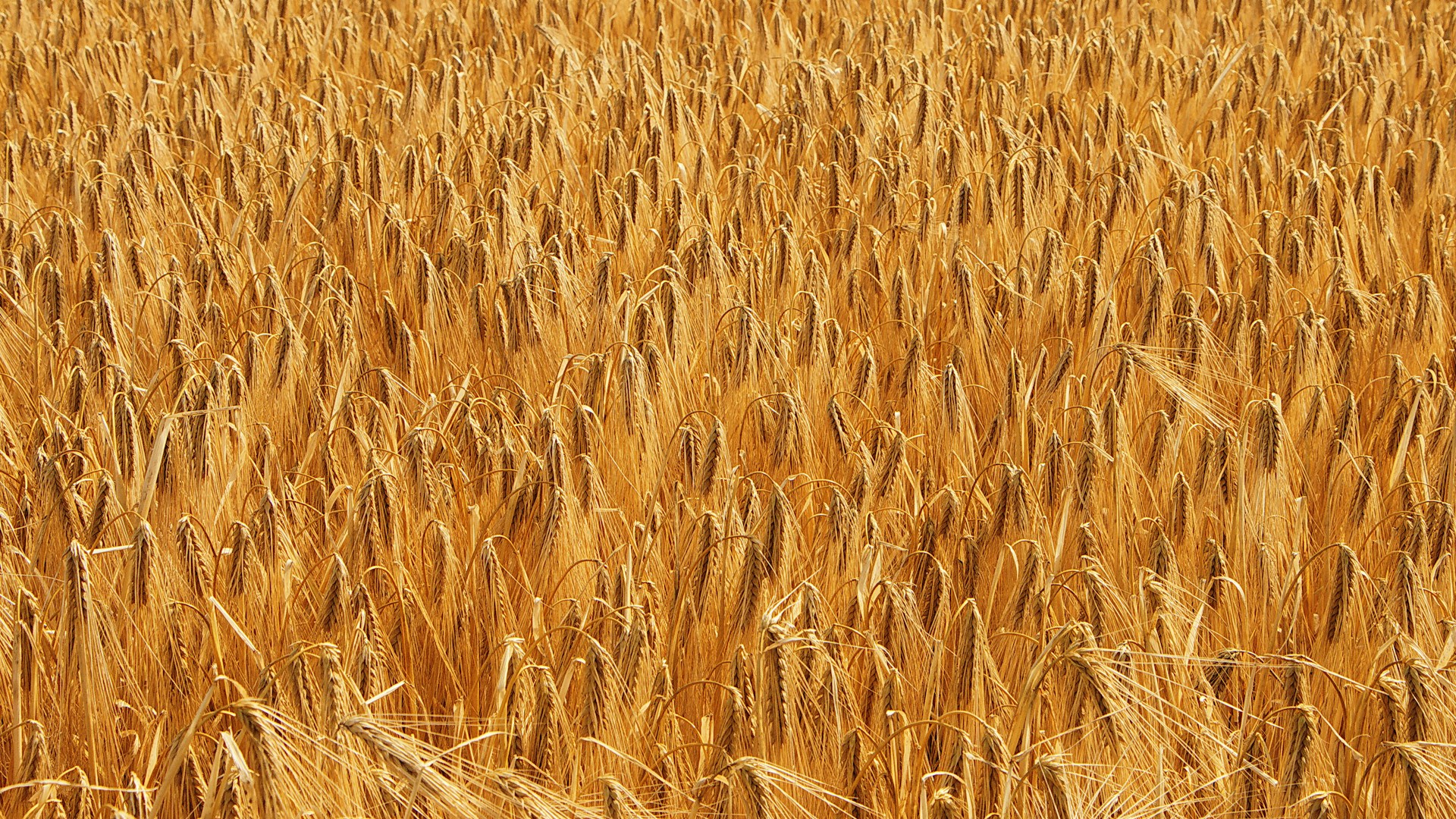 Selecting Durum Wheat Varieties for Different Soils