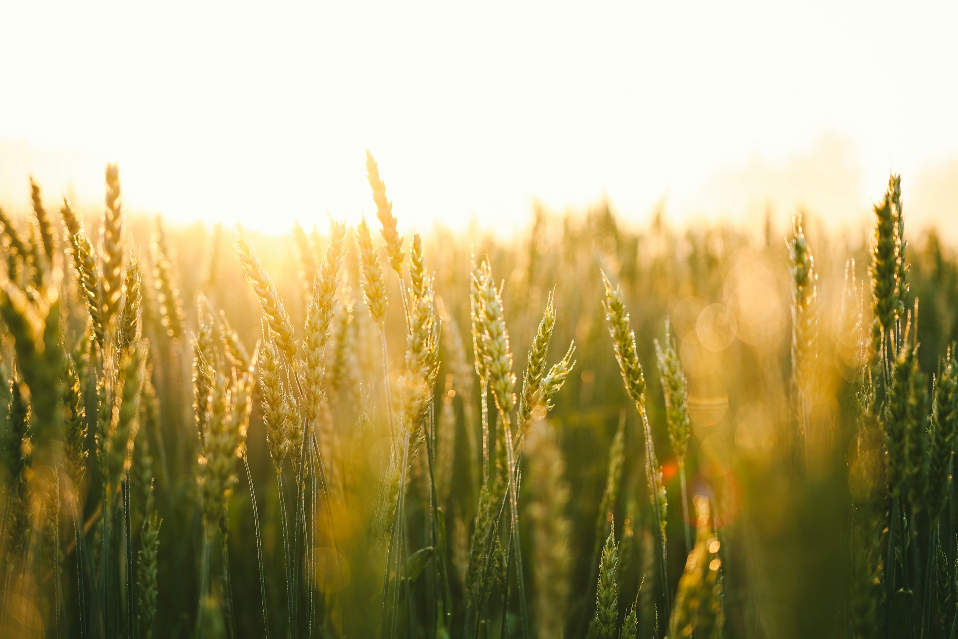 Barley Varieties with Natural Disease Resistance
