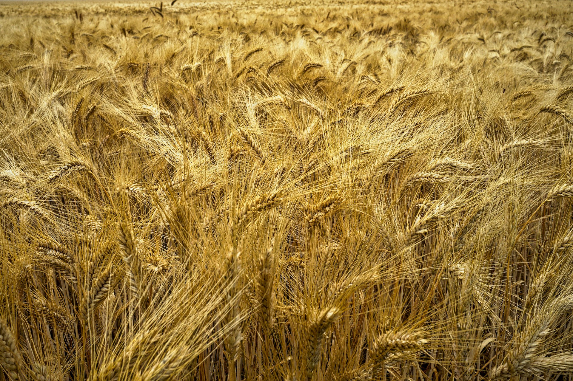 Sustainable Farming with Durum Wheat
