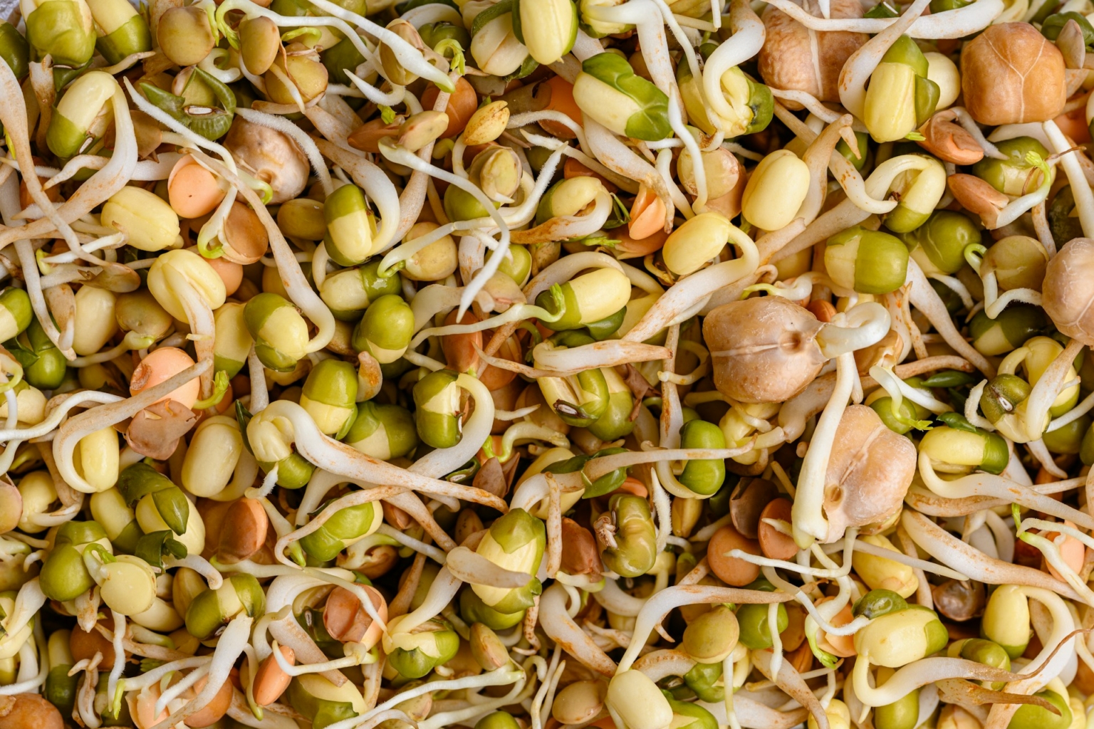 Key Factors in Mung Bean Germination Success