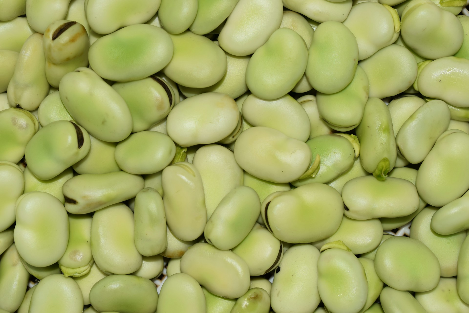 Faba Bean Growth Stages and Seed Requirements