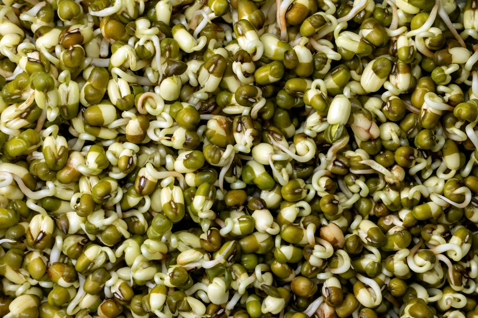 Key Factors in Mung Bean Germination Success
