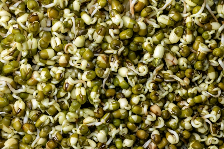 Understanding Mung Bean Seedling Development: A Quick Guide