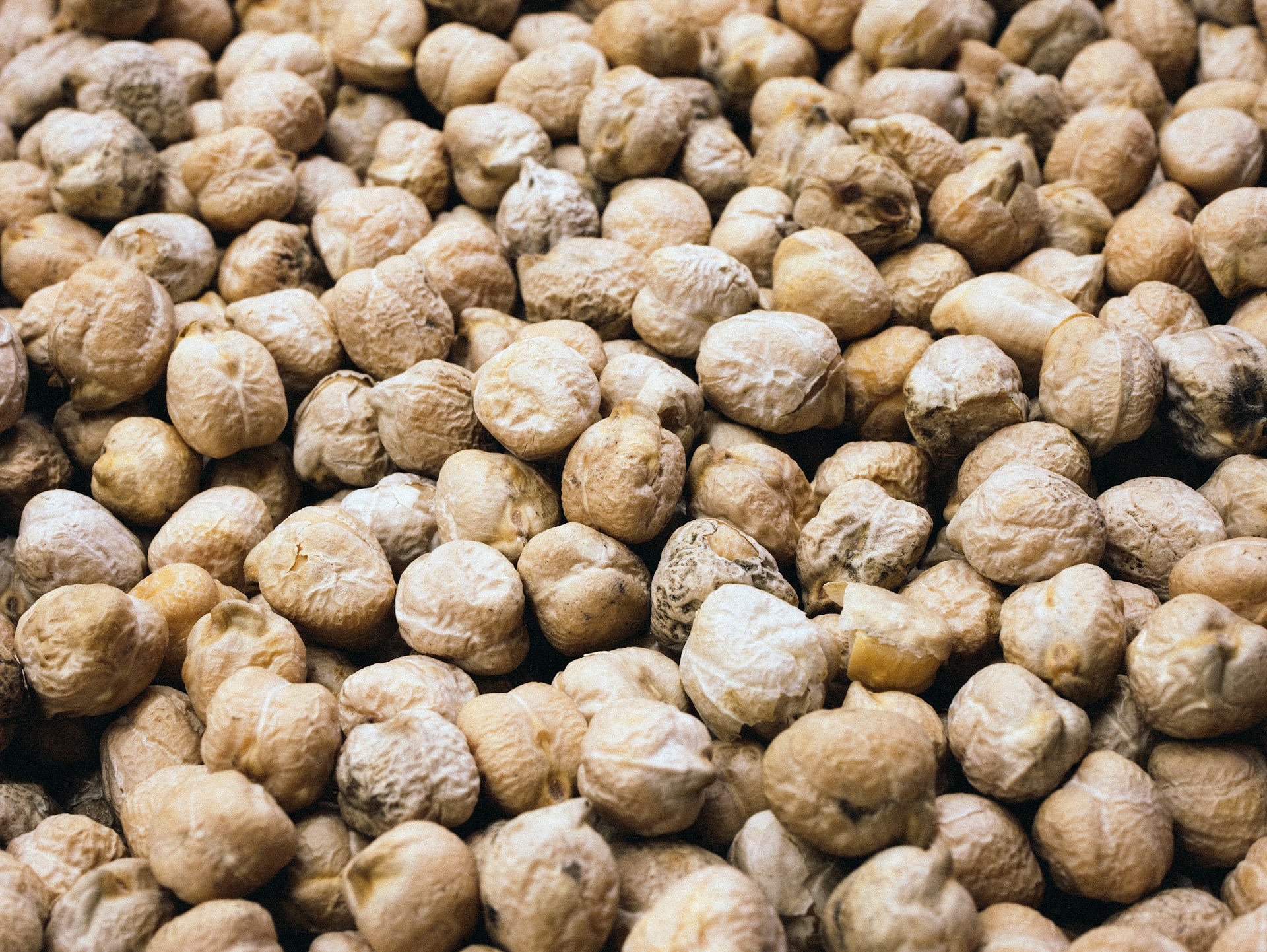 How Australian Chick Peas Handle Heat Better